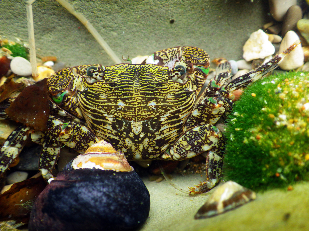 Striped Shore Crab from Hazard Canyon Reef, Montana de Oro State Park ...
