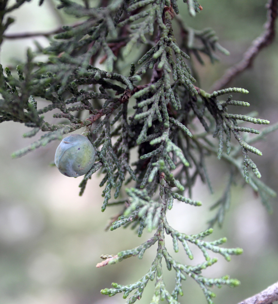 Persian juniper (Juniperus polycarpos) - Botanical Realm