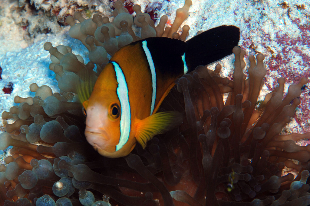 Three-band Anemonefish (Amphiprion tricinctus) - Marine Life Identification