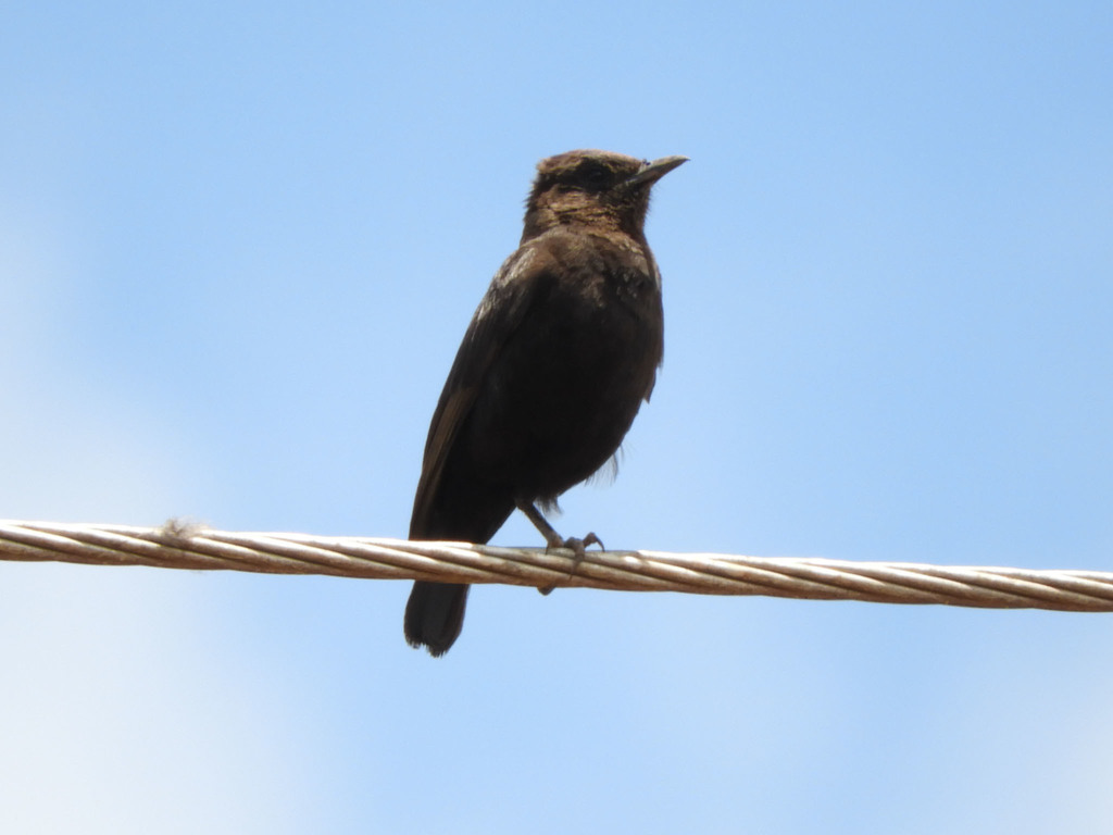 Northern Anteater-Chat from Kwanza, Kenya on October 20, 2020 at 12:38 ...