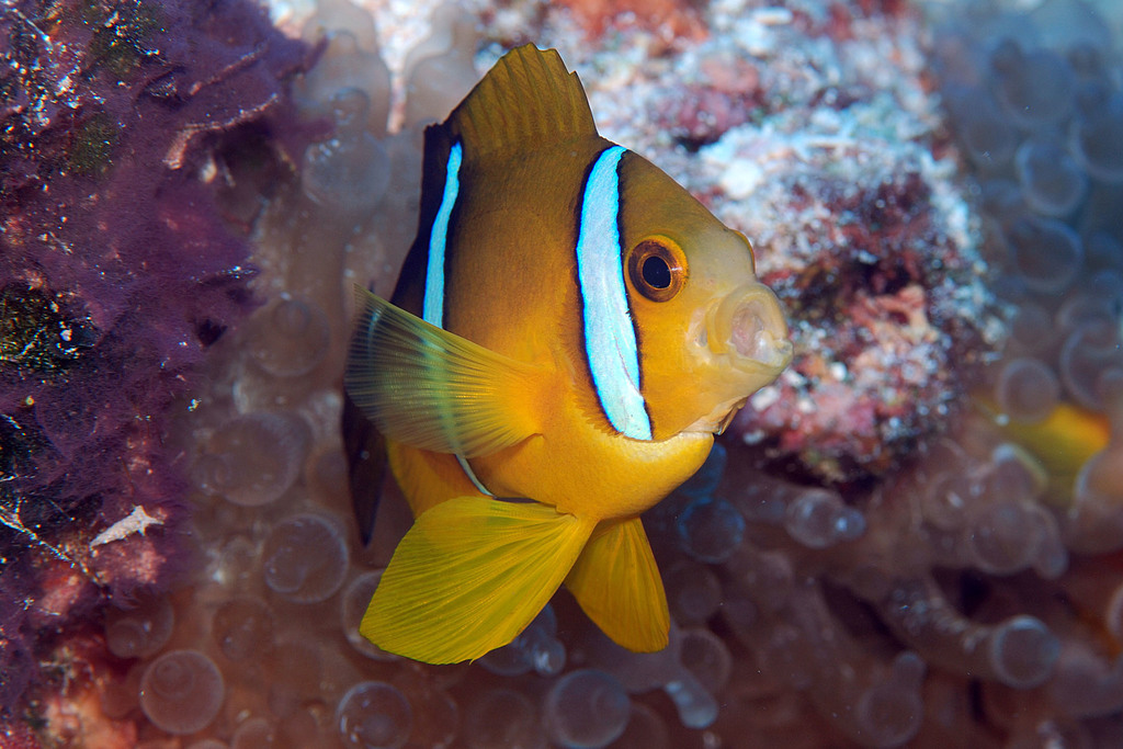 Three-band Anemonefish (Amphiprion tricinctus) - Marine Life Identification