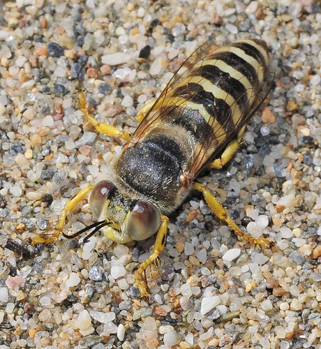 Bembix flavescens · iNaturalist