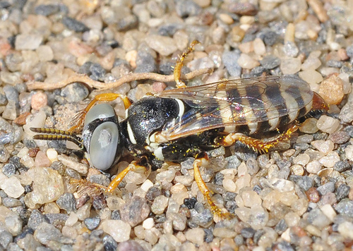 Palarus almeriensis · iNaturalist