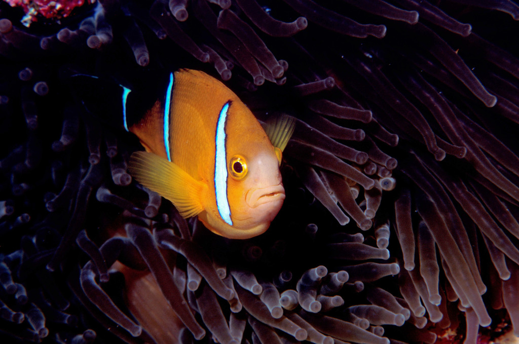 Three-band Anemonefish (Amphiprion tricinctus) - Marine Life Identification