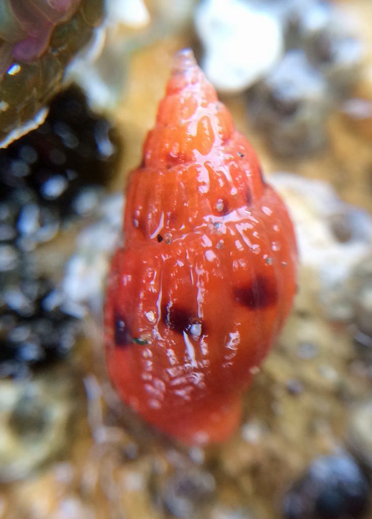 Amphissa columbiana (Northern California Rocky Intertidal Species ...