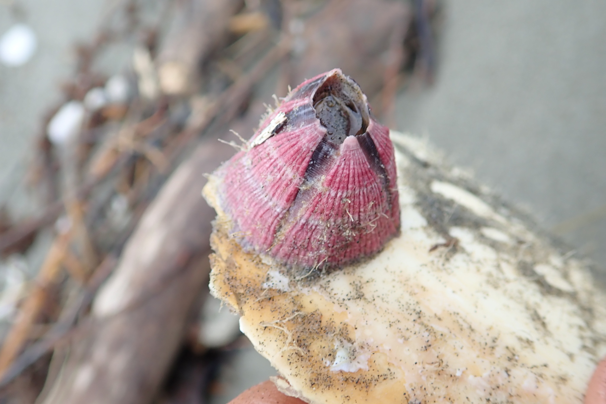 Megabalanus coccopoma (Darwin, 1854)