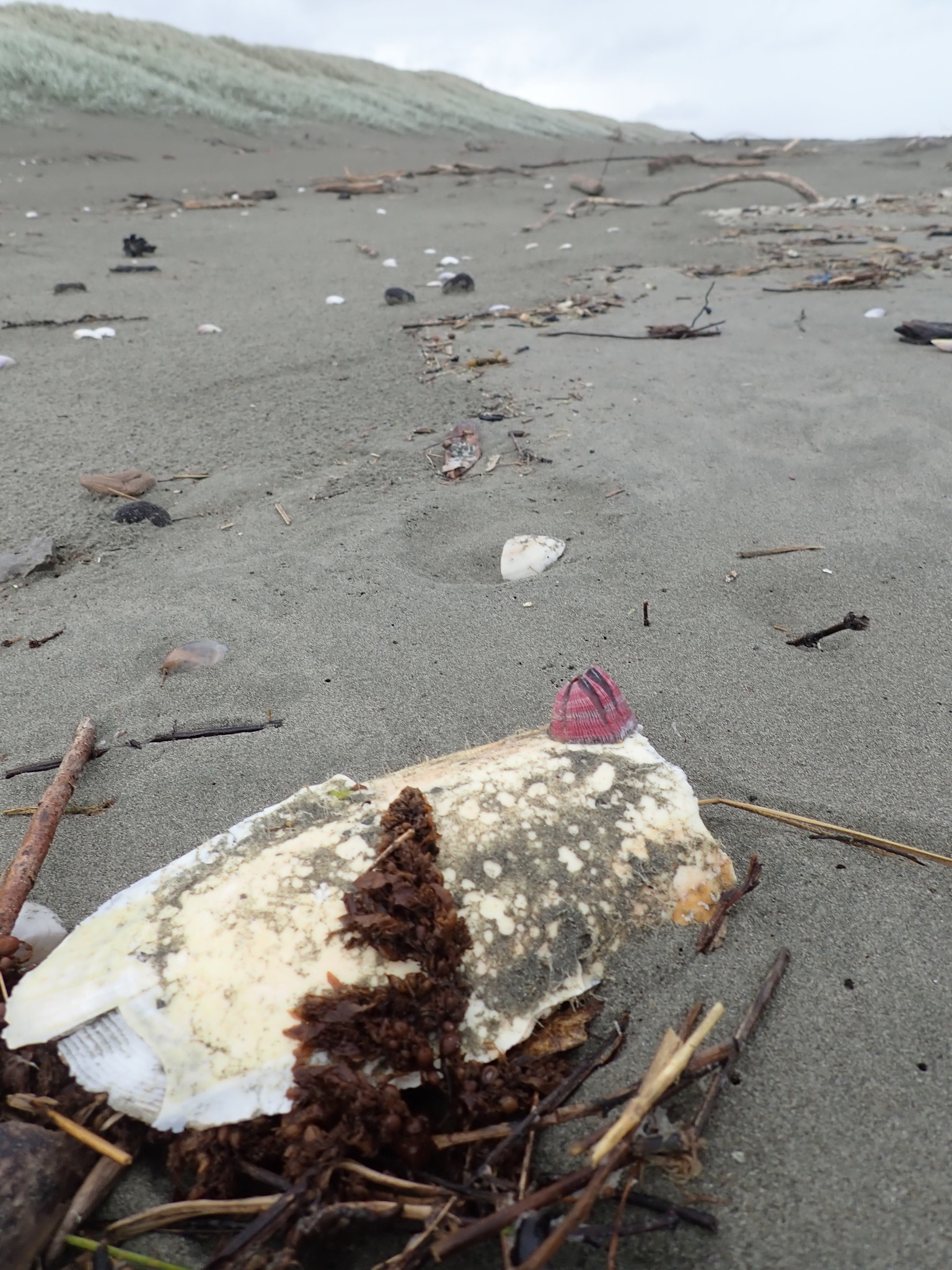 Megabalanus coccopoma (Darwin, 1854)