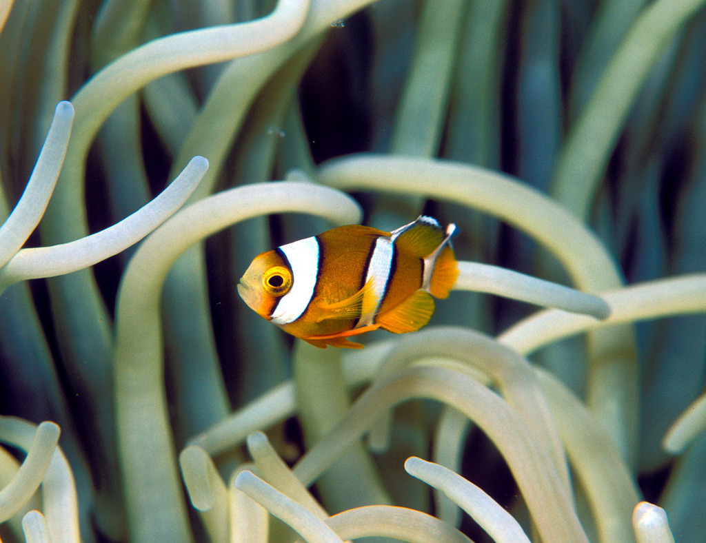 Three-band Anemonefish (Amphiprion tricinctus) - Marine Life Identification