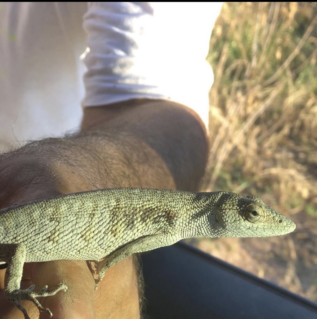 Monkey Lizards from Departamento de Alto Paraguay, PY on November 18 ...
