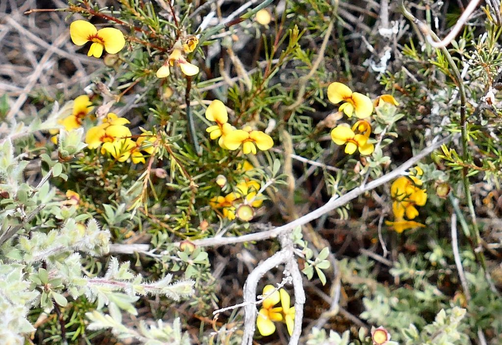 Smooth Parrot-pea from Victoria Valley VIC 3294, Australia on November ...