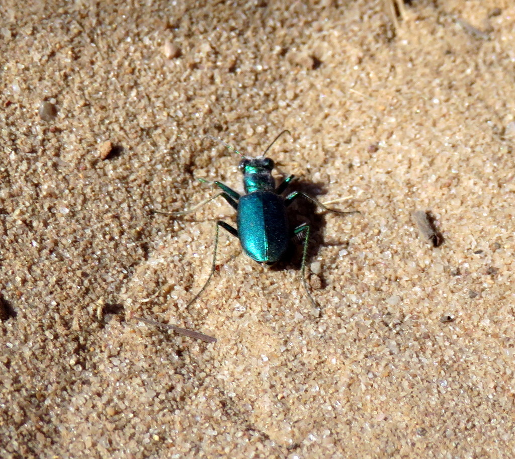 Rugate Tiger Beetle from Bastrop County, TX, USA on November 18, 2020 ...