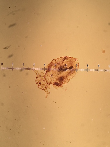 Genus Geomydoecus · iNaturalist