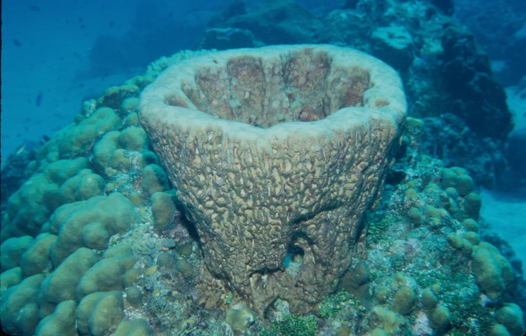 Leathery Barrel Sponge from San Miguel de Cozumel, Quintana Roo, Mexico ...