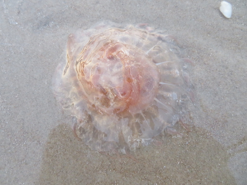Bay Nettle from Kleberg County, TX, USA on July 15, 2019 at 07:15 PM by ...