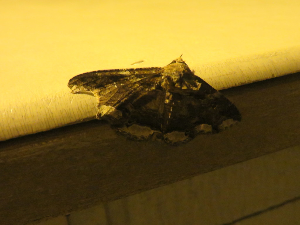 Lunate Zale Moth from Padre Island National Seashore, TX, US on July 27 ...