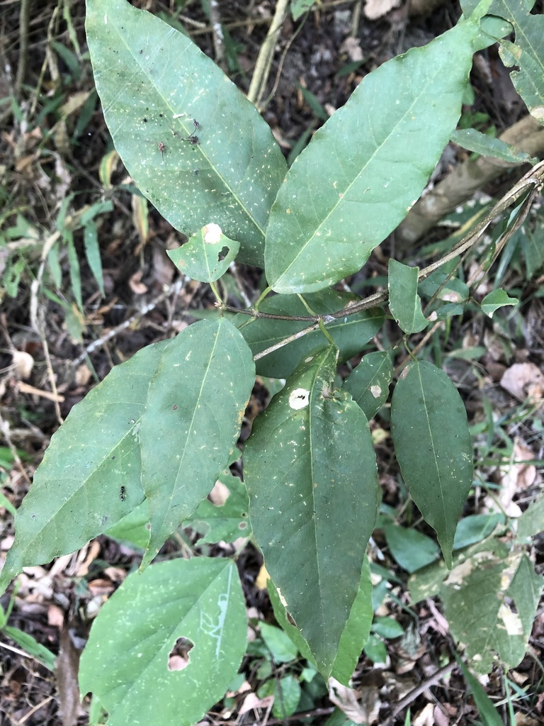 evergreen maple from TW on November 8, 2020 at 04:24 PM by JODY HSIEH ...