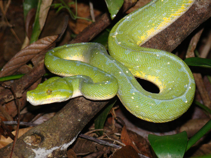 Morelia azurea utaraensis from Jayapura, Papua, Indonesia on August 22 ...