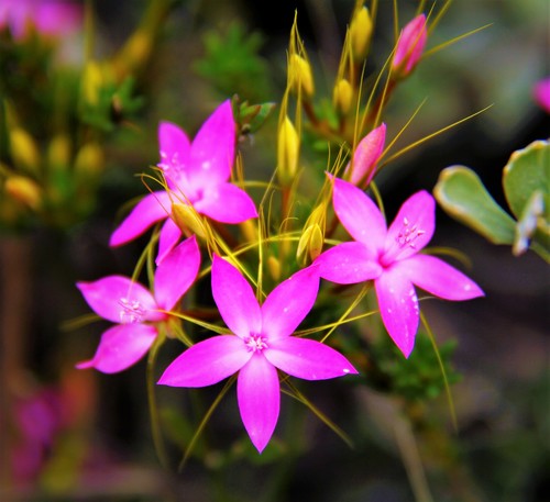 Inland Pink Starflower (Calytrix duplistipulata) · iNaturalist