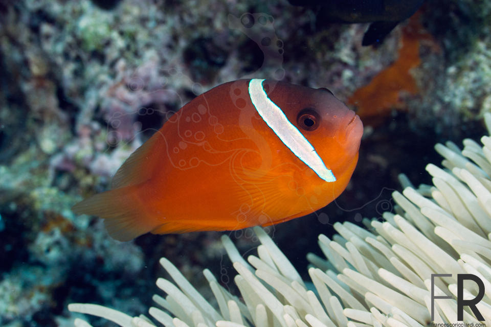 Fiji Tomato Anemonefish (Amphiprion barberi) - Marine Life Identification