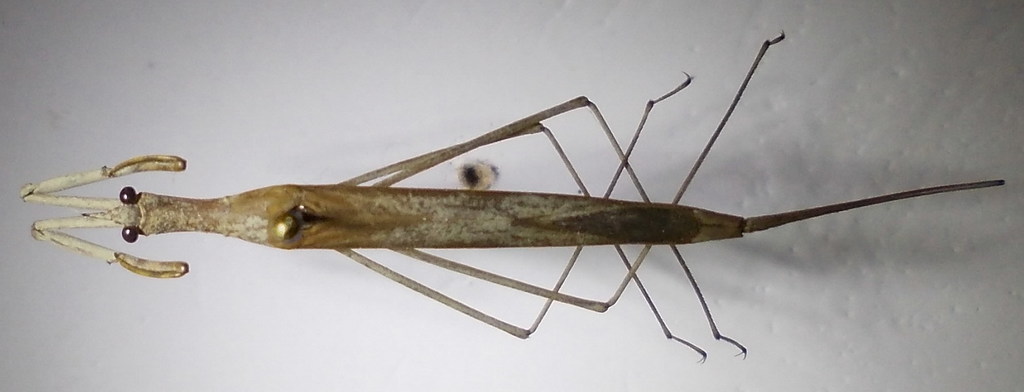 Ranatra unicolor from Volodarskiy rayon, RU-AS, RU on September 29 ...