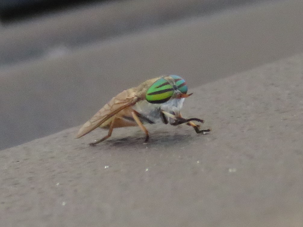 Tabanus subsimilis from Kleberg County, TX, USA on May 5, 2019 at 03:09 ...