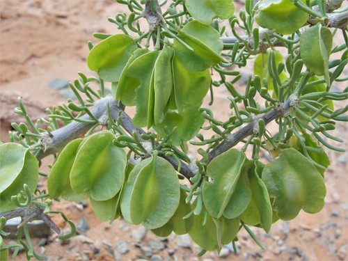 Zygophyllum xanthoxylon · NaturaLista Colombia