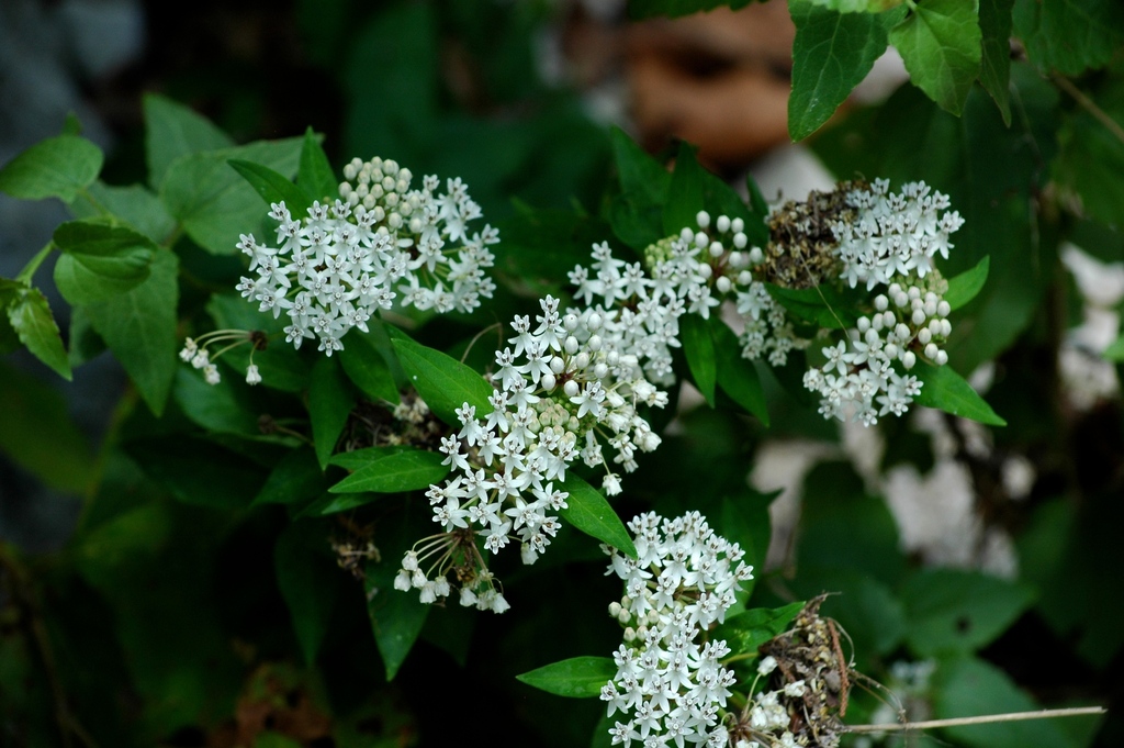 Texas milkweed (Boerne Area Plants) · iNaturalist Mexico