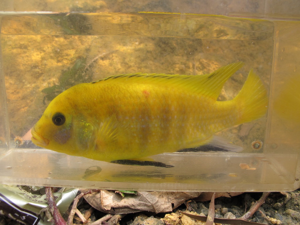 Cichlids (Cichlidae) - Marine Life Identification