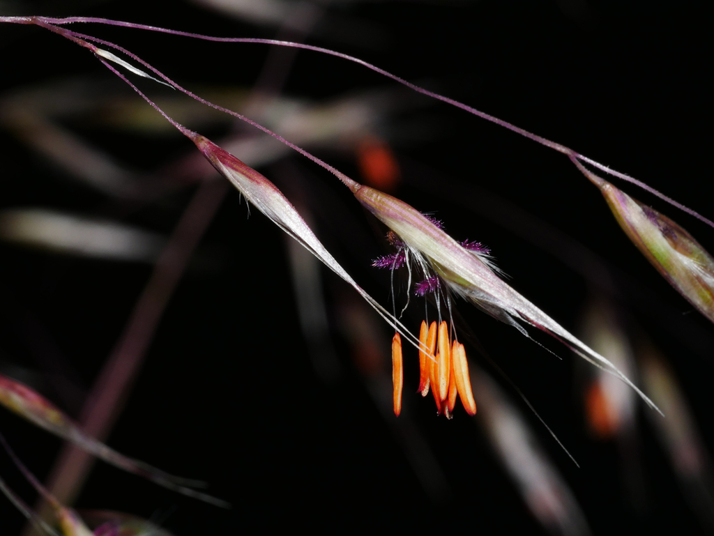 red-anther wallaby grass in November 2020 by Cathy Powers · iNaturalist