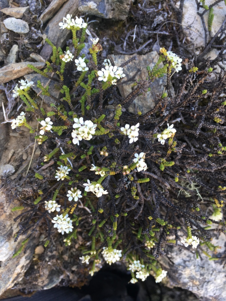 Veronica tumida in November 2020 by lauraparks · iNaturalist