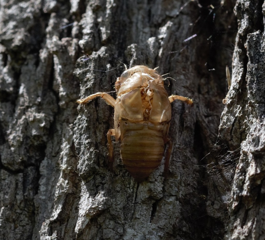 Cicadas from Sydney NSW, Australia on November 19, 2020 at 10:08 AM by ...