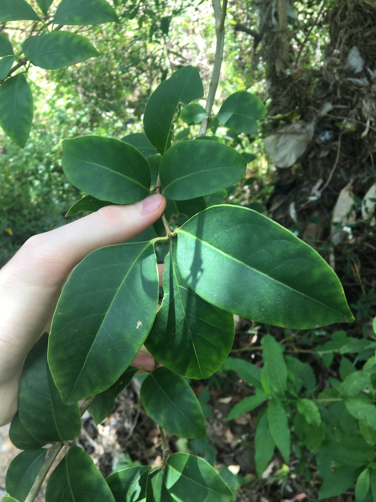 tree privet from Sydney NSW, Australia on November 19, 2020 at 12:04 PM ...