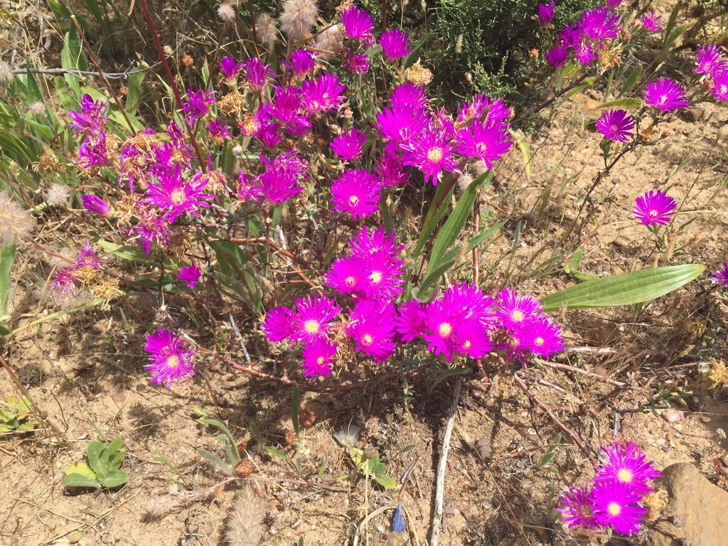 Clusterleaf Brightfig from Cape Winelands, South Africa on November 18 ...