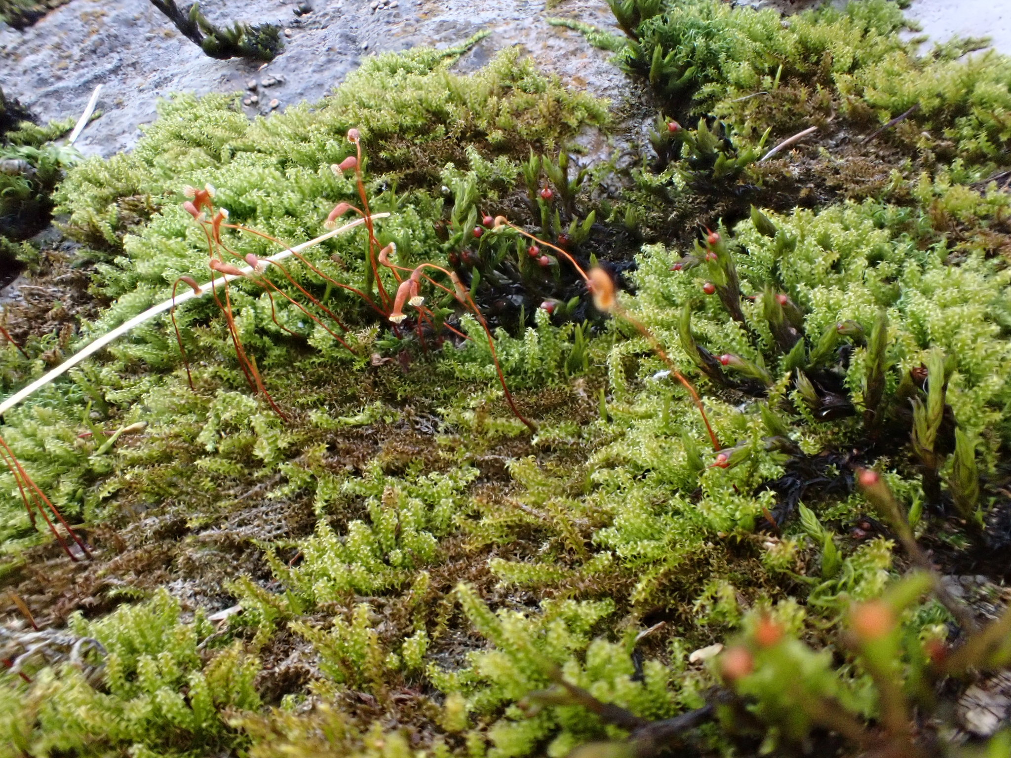 Campylophyllum halleri Fleischer, 1914