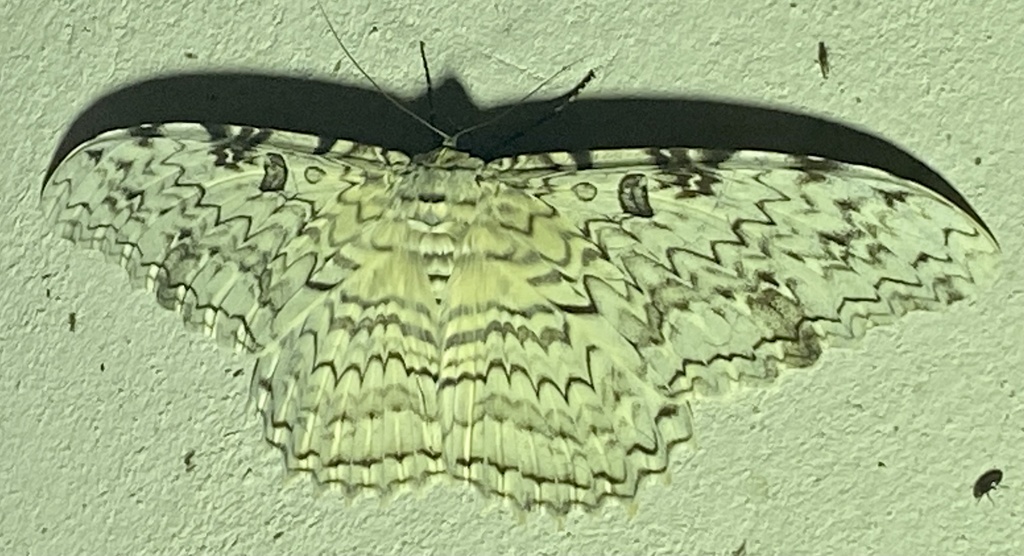 White Witch Moth from Cachoeiras de Macacu, RJ, BR on November 18, 2020 ...