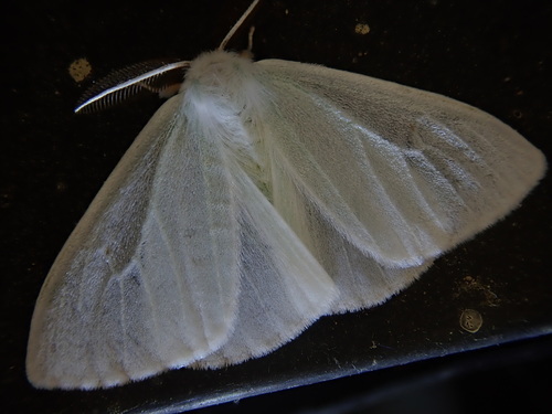 Arctornis chichibense · iNaturalist