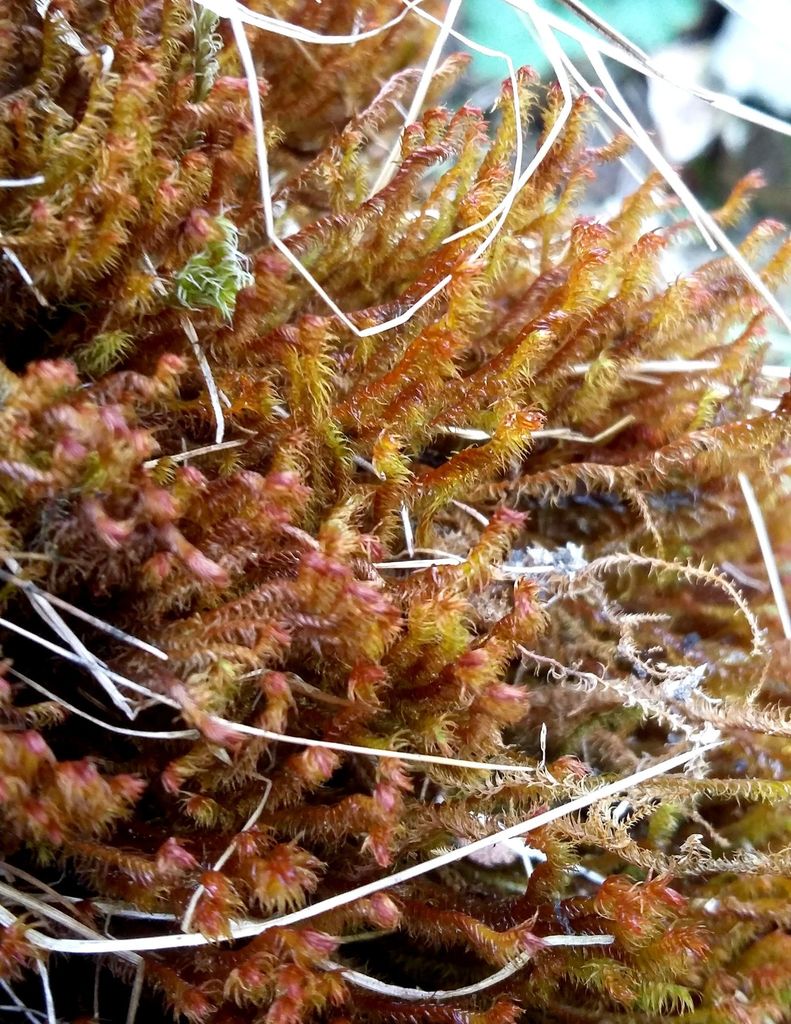 Herbertus hutchinsiae in July 2018 by George Greiff · iNaturalist ...