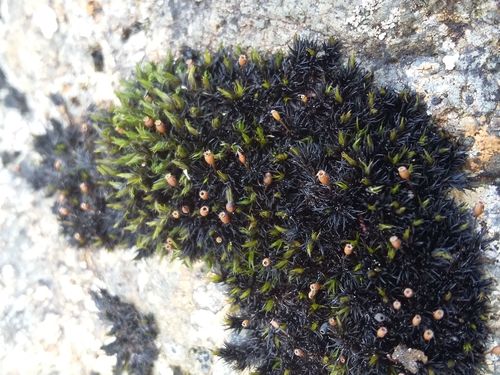 Oval-fruited Fringe-Moss (Racomitrium ellipticum) · iNaturalist