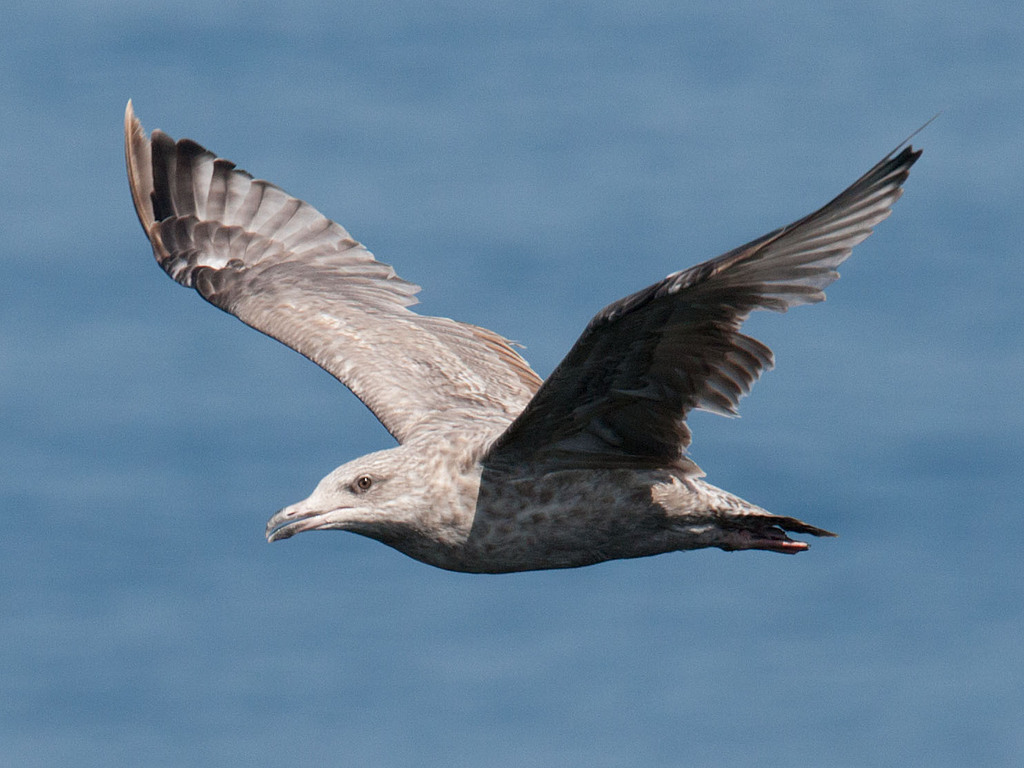 Herring Gull from Outer Cove, Northeast Avalon, Newfoundland, Canada on ...