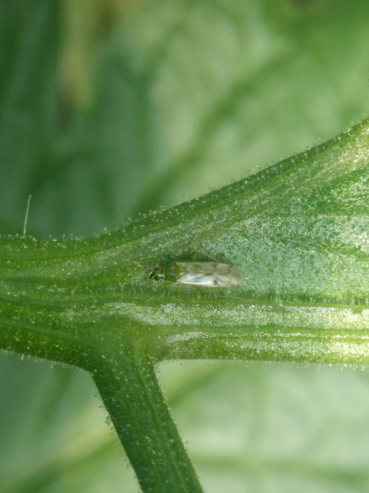 Nesidiocoris tenuis (Reuter, 1895)