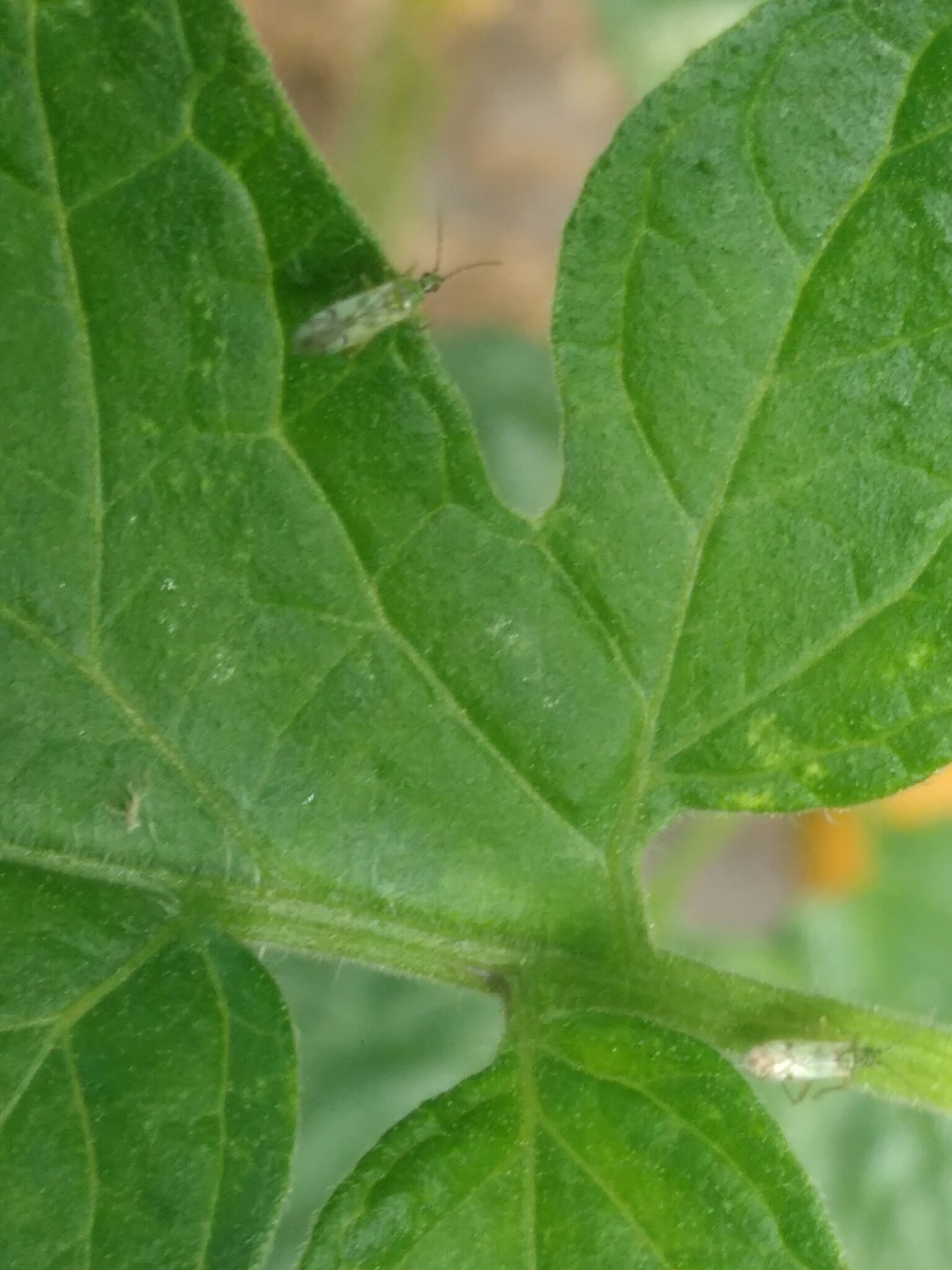 Nesidiocoris tenuis (Reuter, 1895)