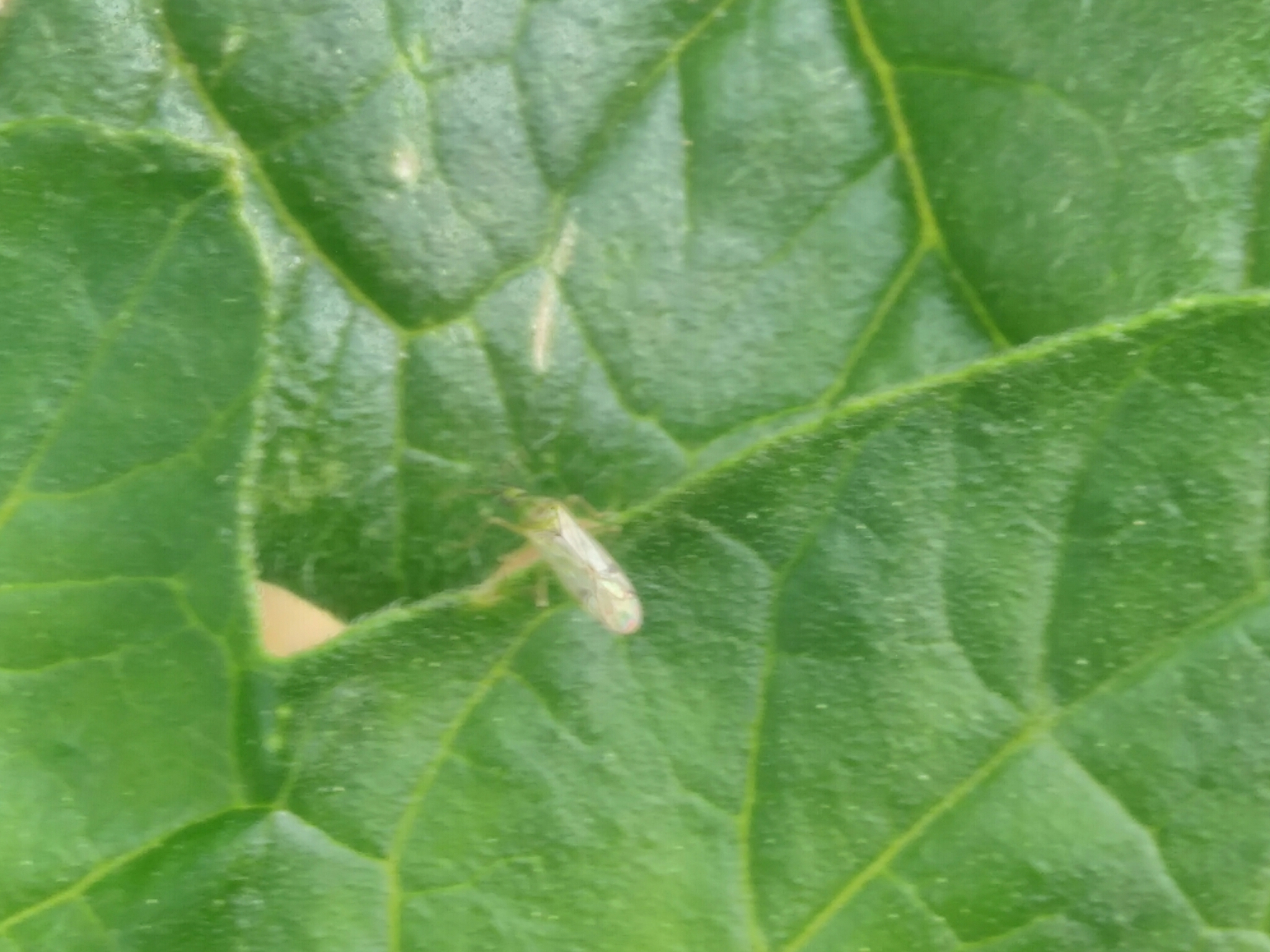 Nesidiocoris tenuis (Reuter, 1895)