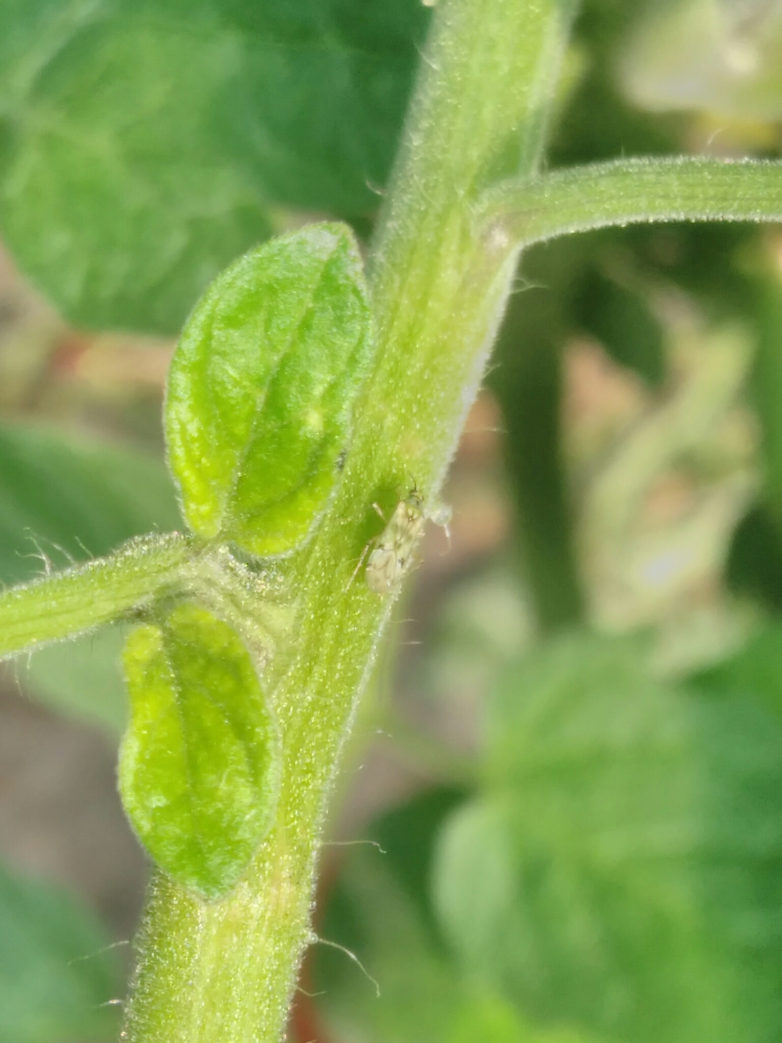Nesidiocoris tenuis (Reuter, 1895)