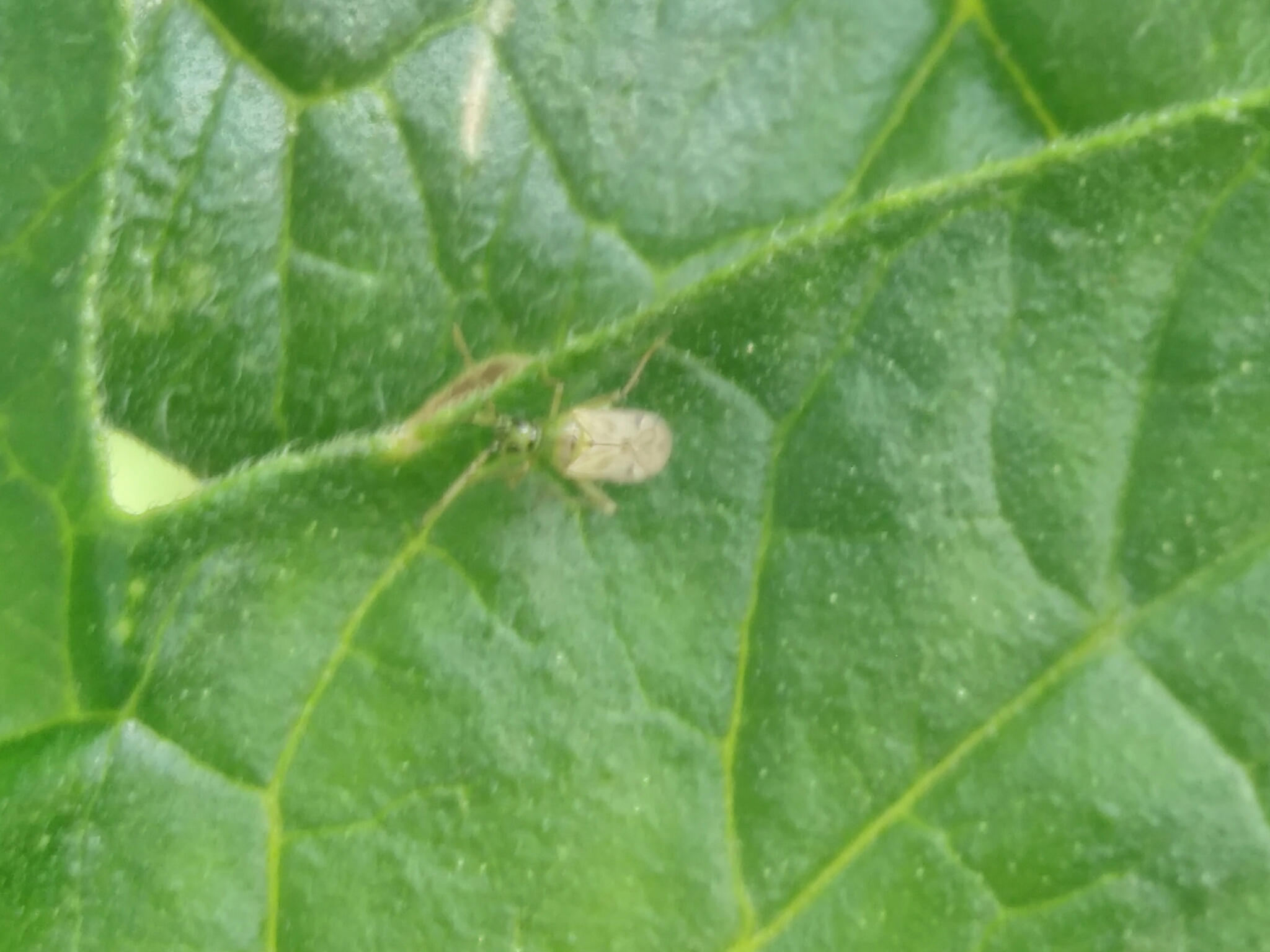 Nesidiocoris tenuis (Reuter, 1895)
