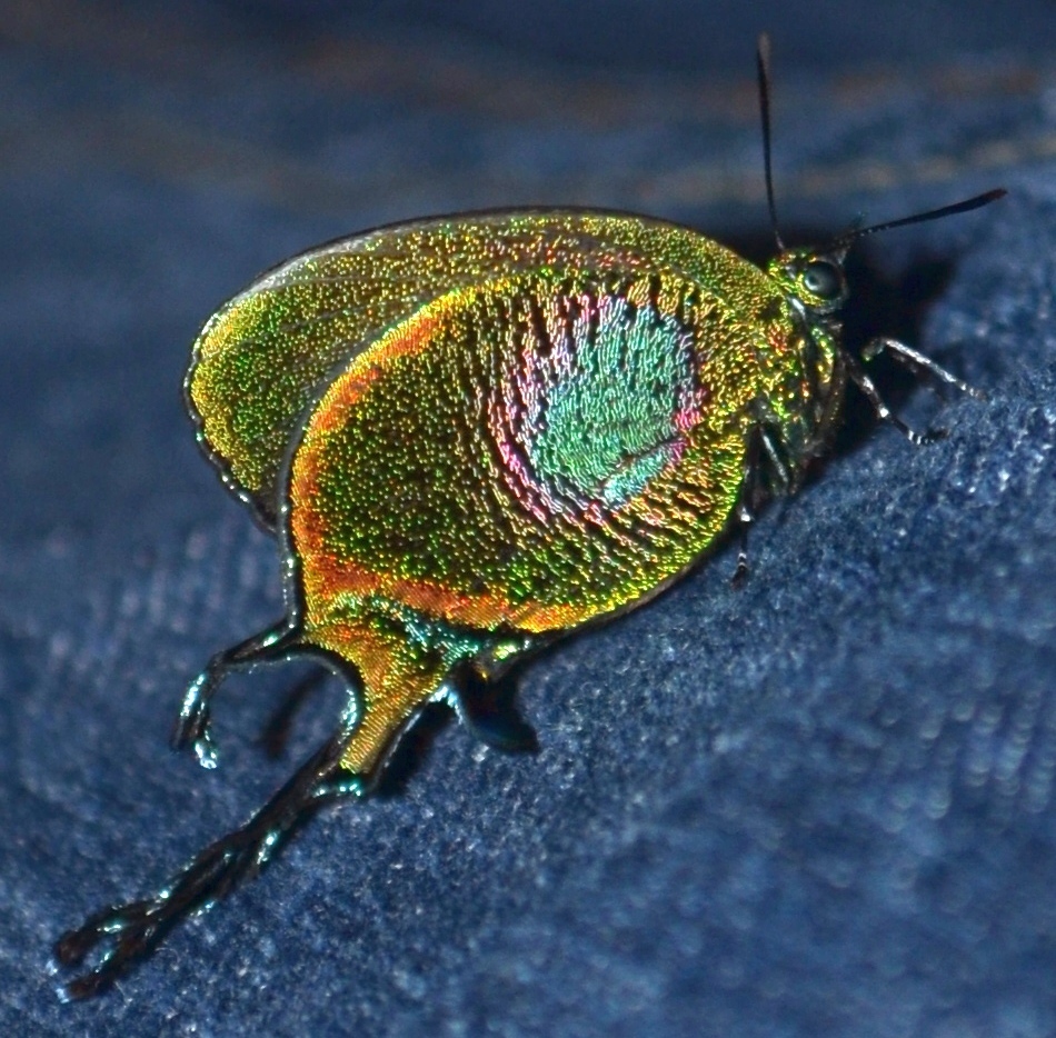 Arcas ducalis (Borboletas da Grande Curitiba e Paraná, Brasil - Volume ...