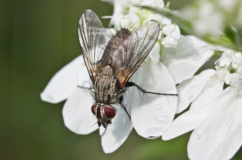 Bristle Flies from Asenovgrad, Bulgaria on July 6, 2013 at 04:40 PM by ...