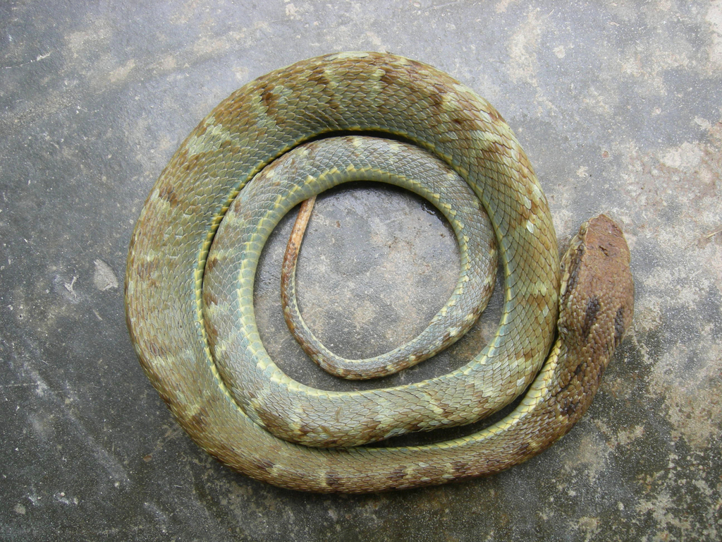 Peruvian Forest Pit Viper (Bothrops oligolepis) - Snakes and Lizards