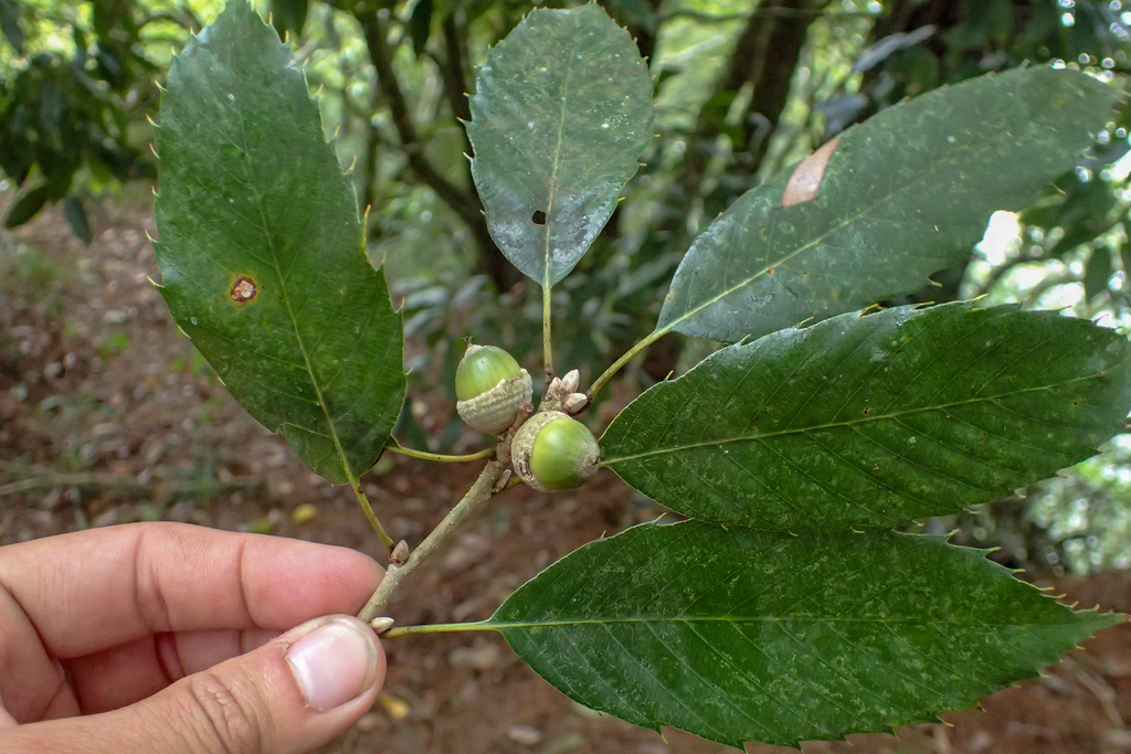 Alishan Oak (Quercus stenophylloides) - Botanical Realm
