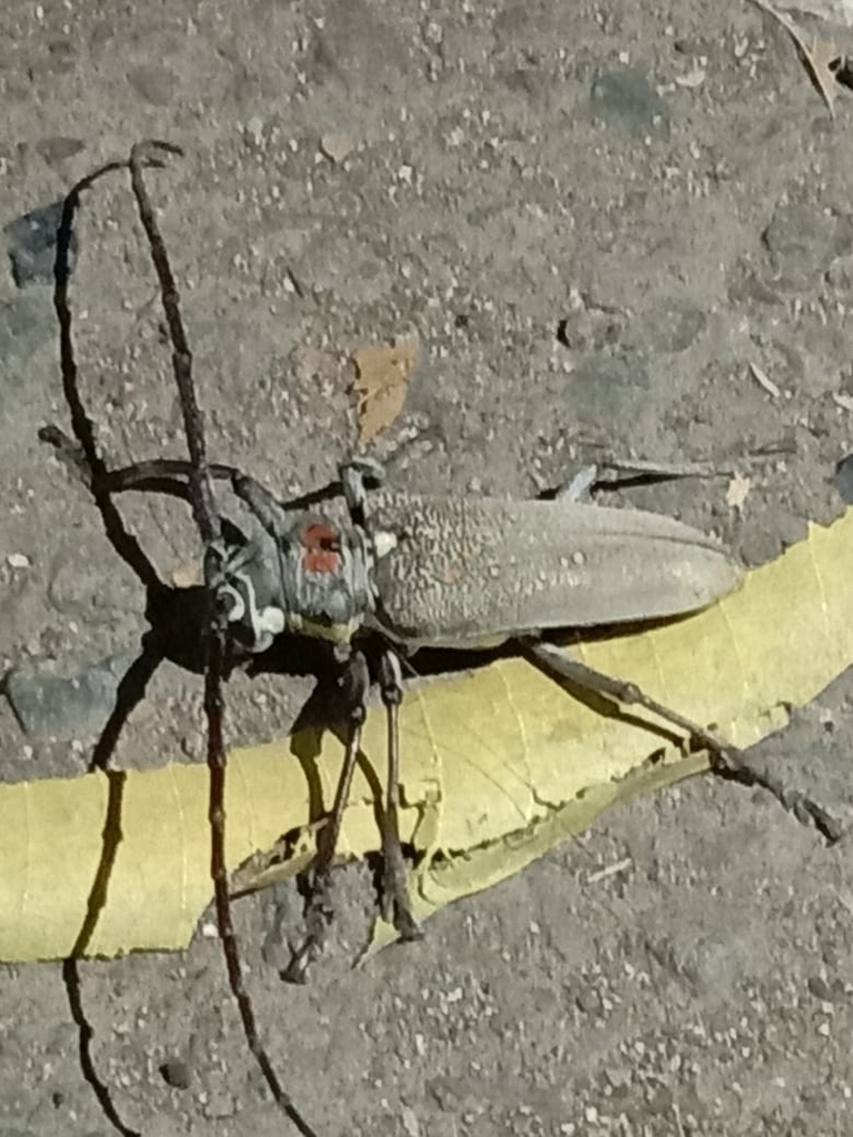 Mango-tree Longicorn Borer from Karawang, ID-JR, ID on November 19 ...