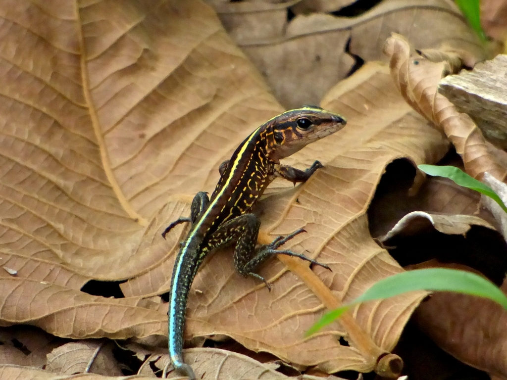 Huico centroamericano (PEVA (Parque Ecológico Volcán Arenal ...